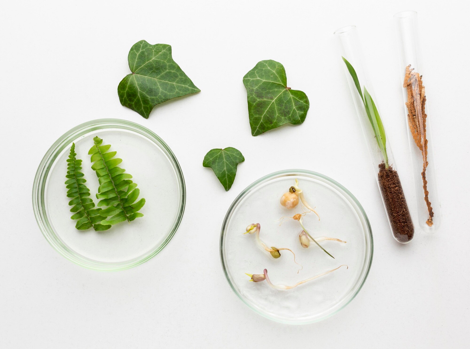 Eco-Friendly Beauty: Natural Polymers & Vegan Ingredients – Greenitio ...